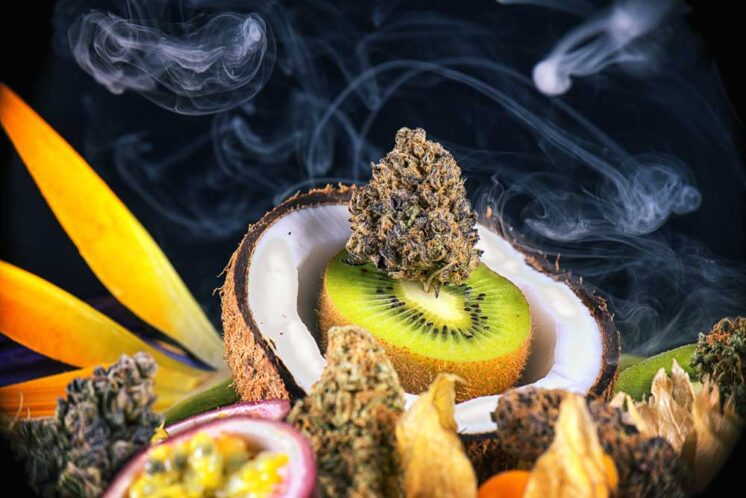 Best Fruity Weed Strains | Top Fruity Marijuana Strains | Haute Health Best Fruity Weed Strains | Top Fruity Marijuana Strains | Haute Health