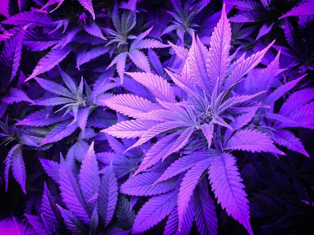 This is why you should be smoking our weed | Haute Health