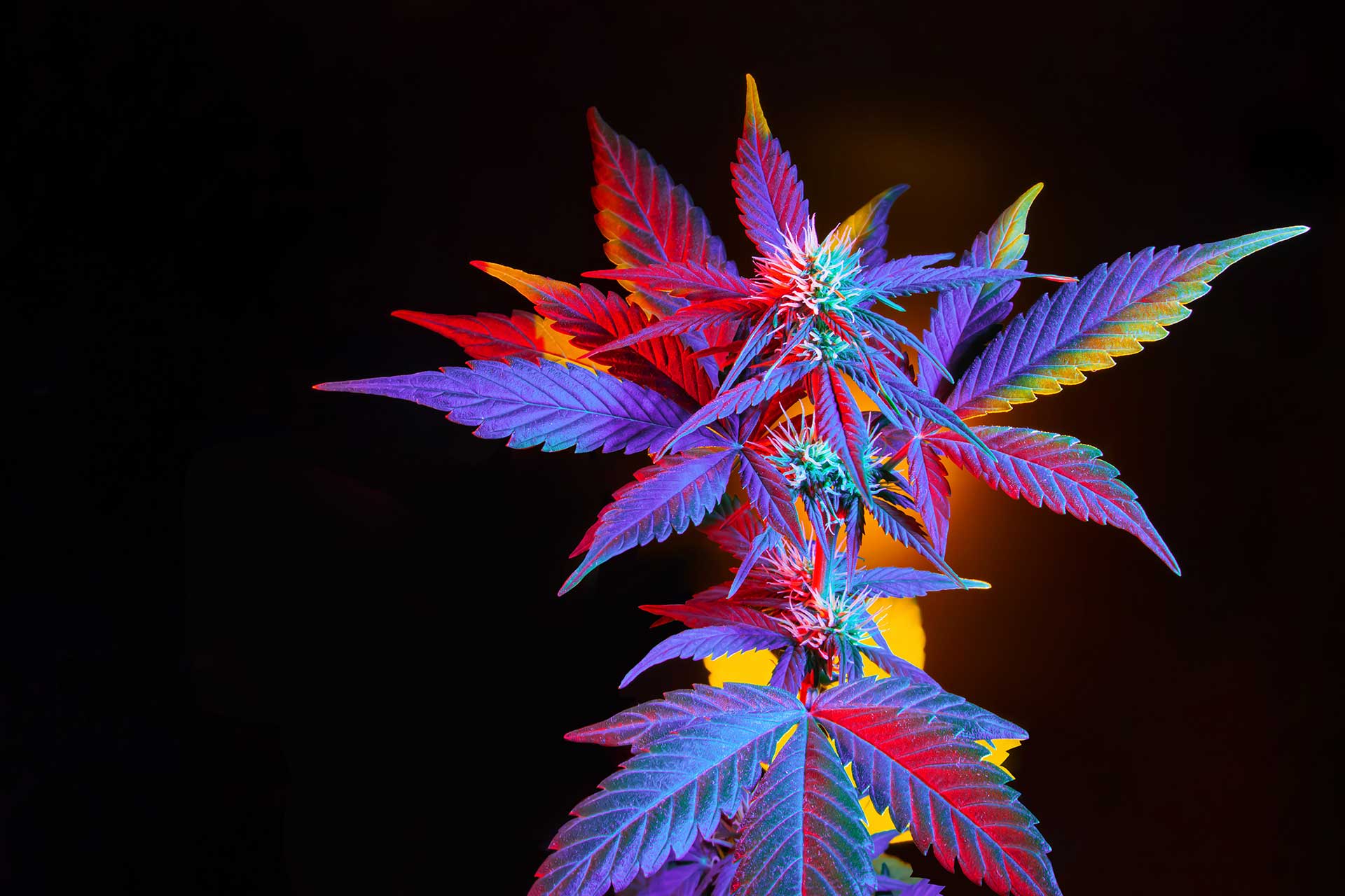 What Are the Parts of the Cannabis Plant? | Haute Health - Buy Weed ...